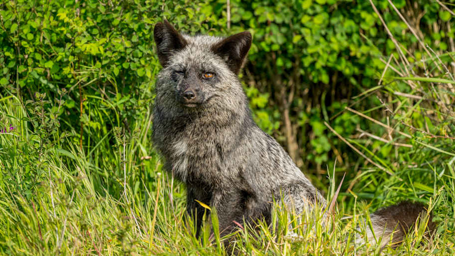 Lead researcher on the Siberian silver fox domestication experiment ...