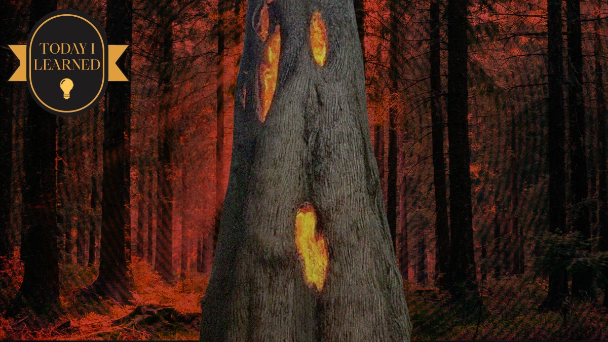 Today I Learned: Trees Can Burn from the Inside