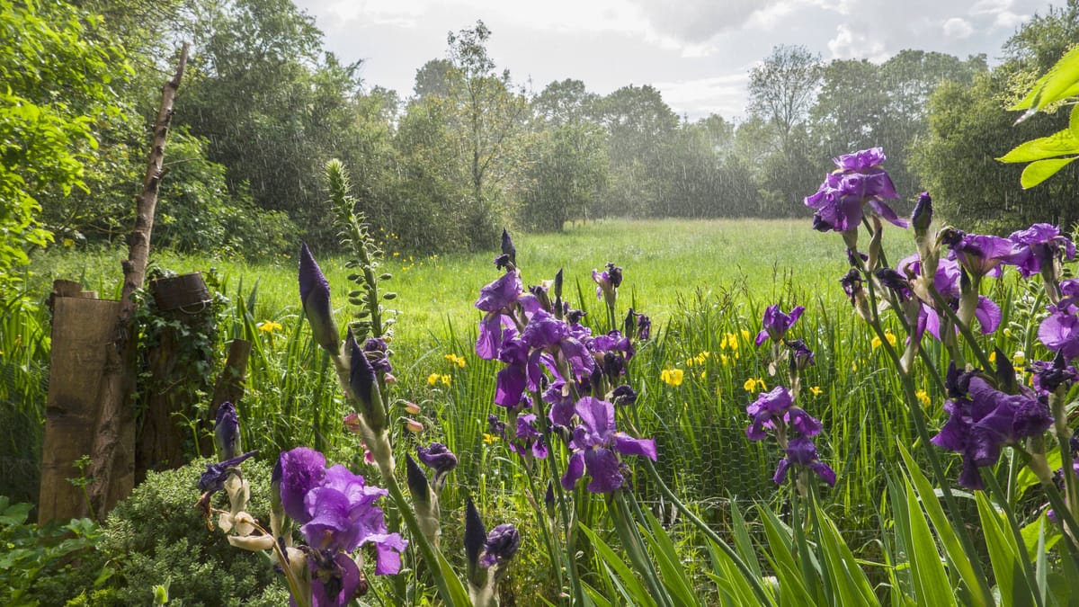 Iris-Blume: Diese Bedeutung trägt die Schwertlilie
