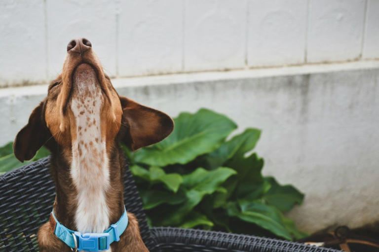 Do Dogs Know When They Fart? The Science Behind Canine Flatulence Awareness