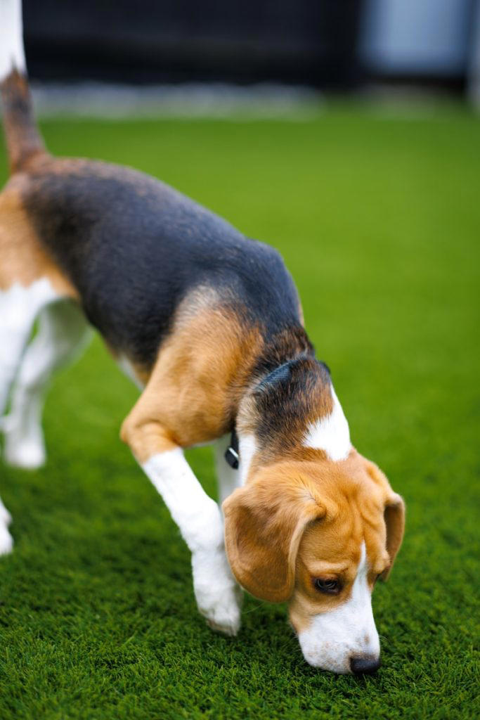 Do Dogs Know When They Fart? The Science Behind Canine Flatulence Awareness