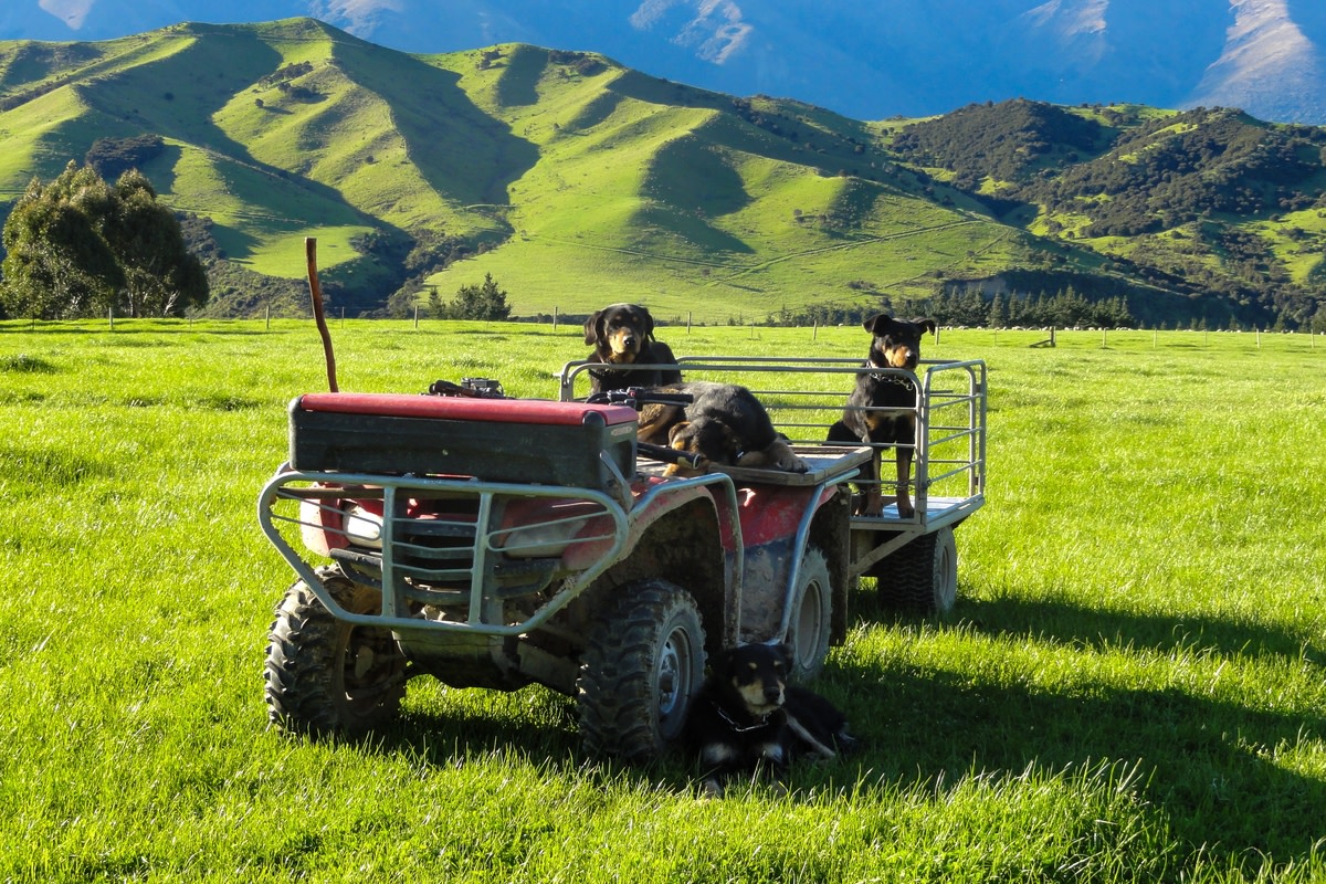 Farm Dogs Enjoying Epic Tractor Ride Are the Pure Embodiment of Happiness
