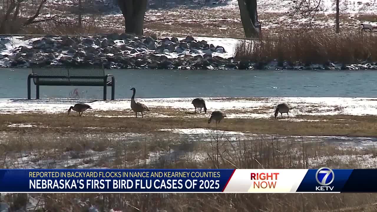Nebraska's first bird flu cases of 2025 reported in backyard flocks in ...