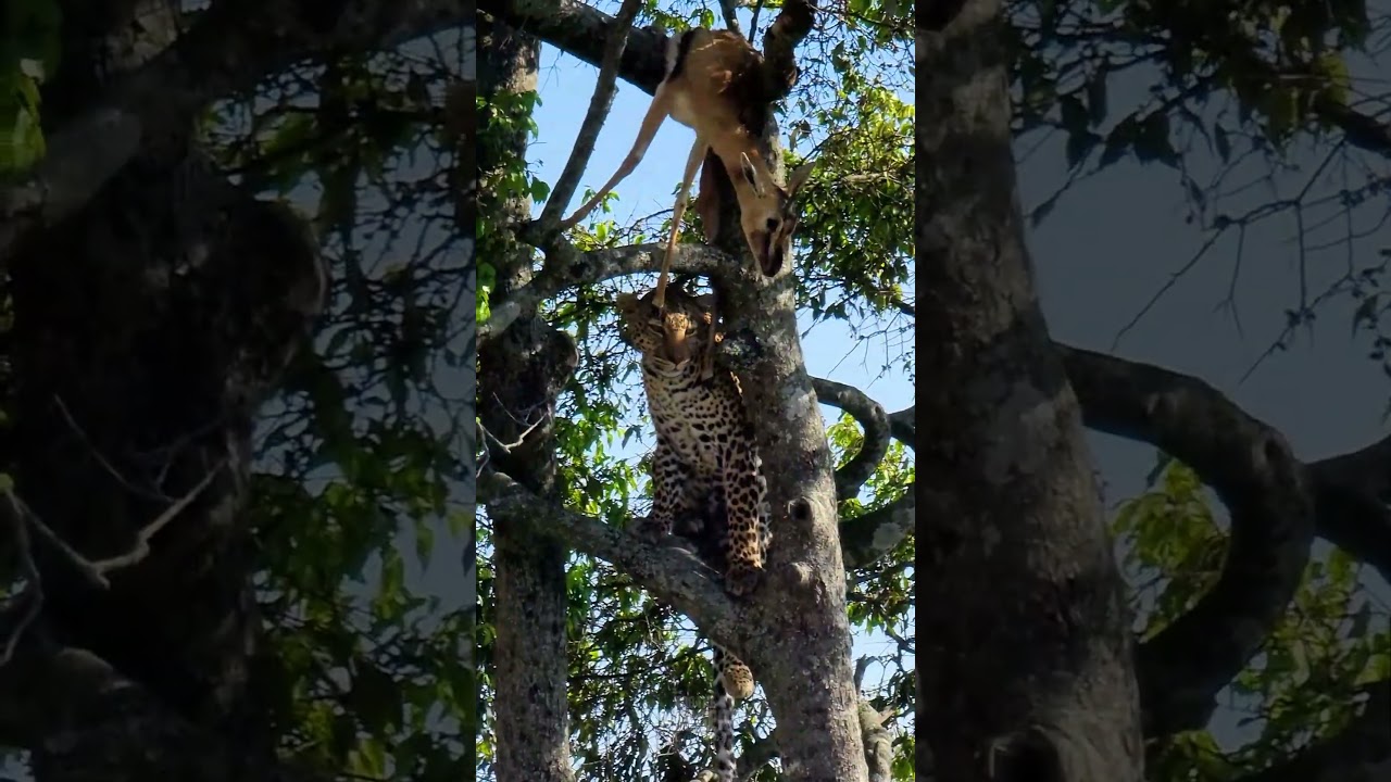 Leopard Dining in a Tree: Unbelievable Footage