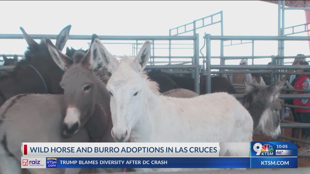 BLM to host 2-day adoption event for wild horses, burros