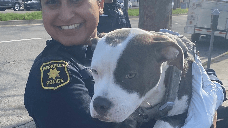 Berkeley PD saves two dogs from alleged animal abuse