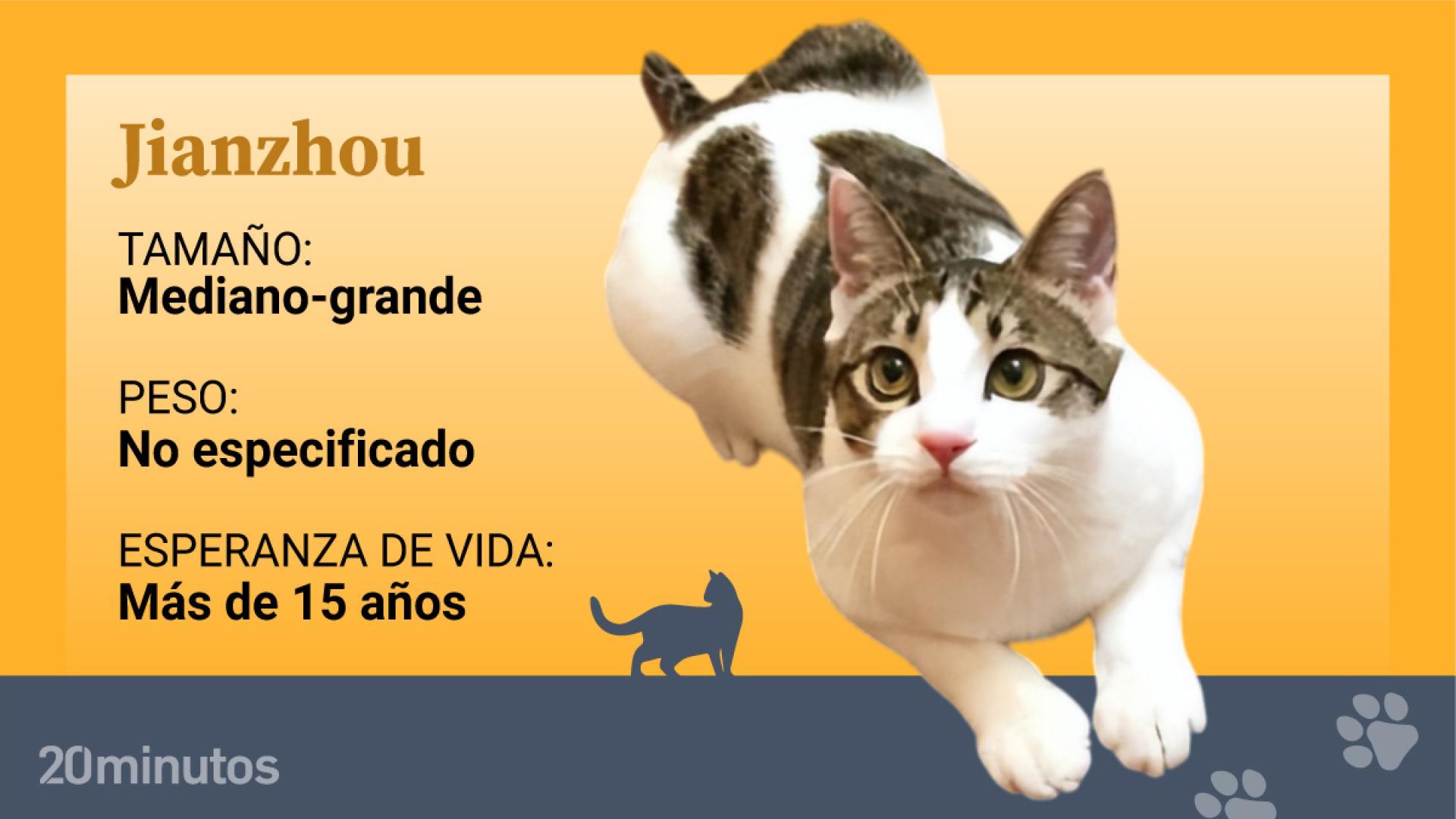 El gato Jianzhou, un tesoro chino que pasó de ser mascota de la realeza ...