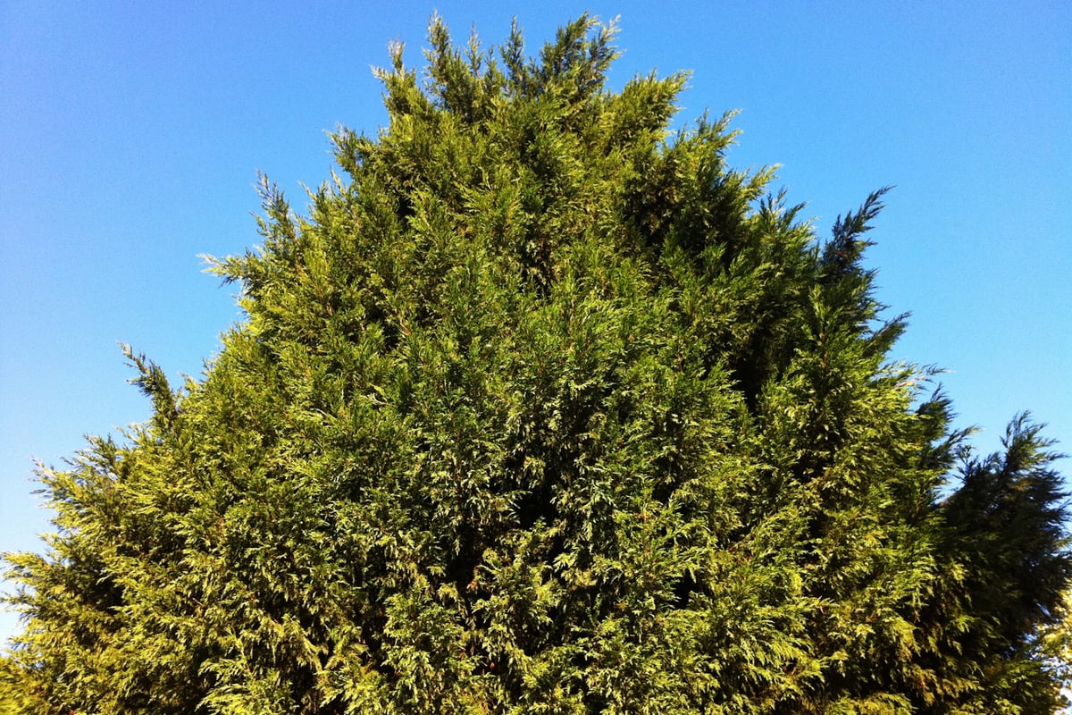 Outrage as mystery vandal targets Hackney street trees in fresh wave of ...