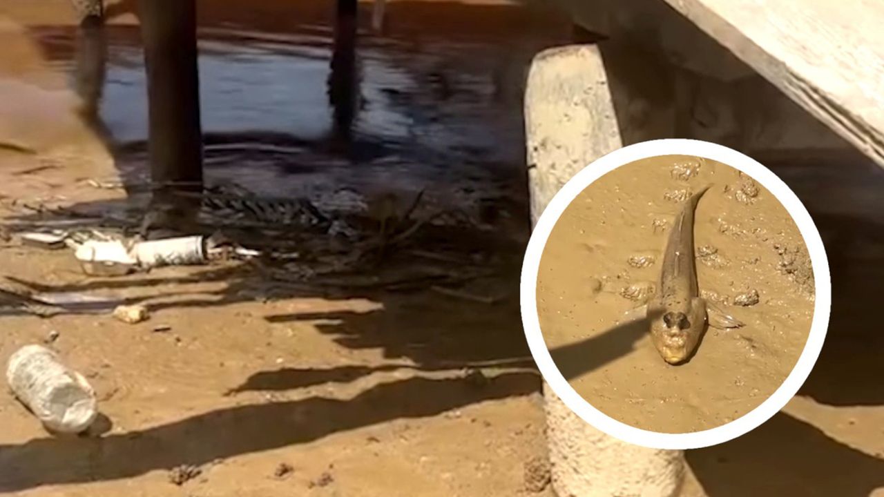 Woman captures goby fish 'walking' on land to grab a snack