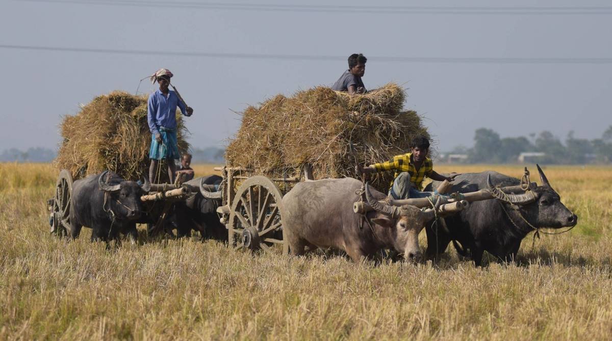 Pro-farmer reforms transform Uttar Pradesh into agricultural powerhouse