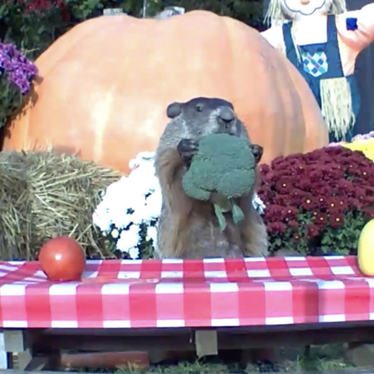 Meet Chunk, The Vegetable-Stealing Groundhog Who Has An Important ...