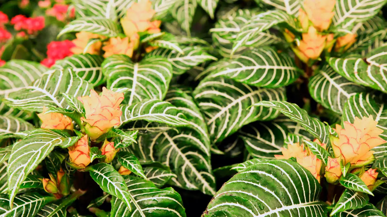 Así se cuida la planta cebra, una exótica y llamativa planta de ...