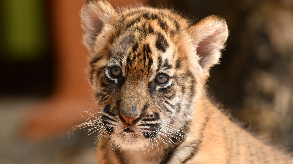 Baby Tiger's Precious Debut at Disney's 'Animal Kingdom' Has Cast ...
