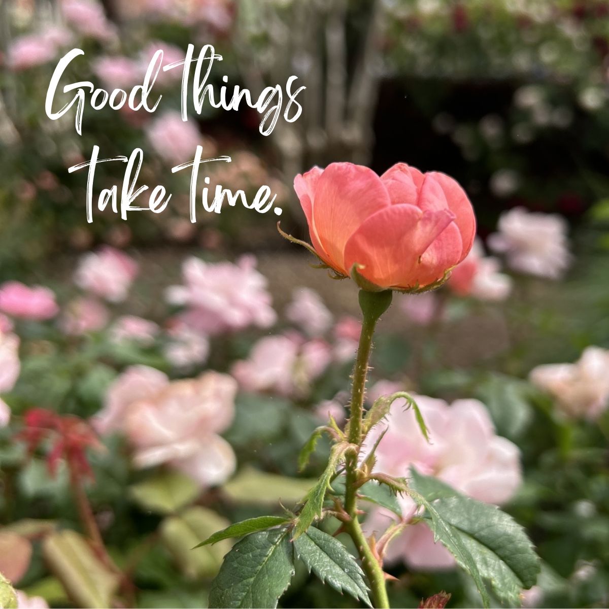 Patience in Everyday Life: A Lesson from Wilted Flowers 🌷