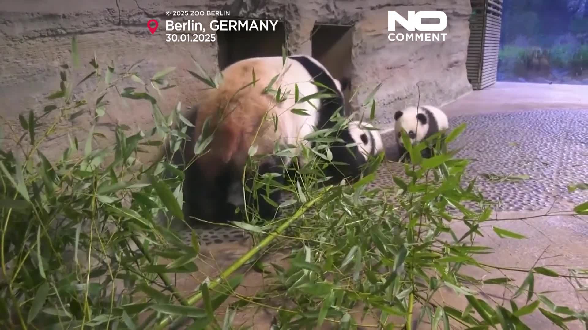 Watch: Berlin zoo's panda cubs Leni and Lotti debut to the public with ...