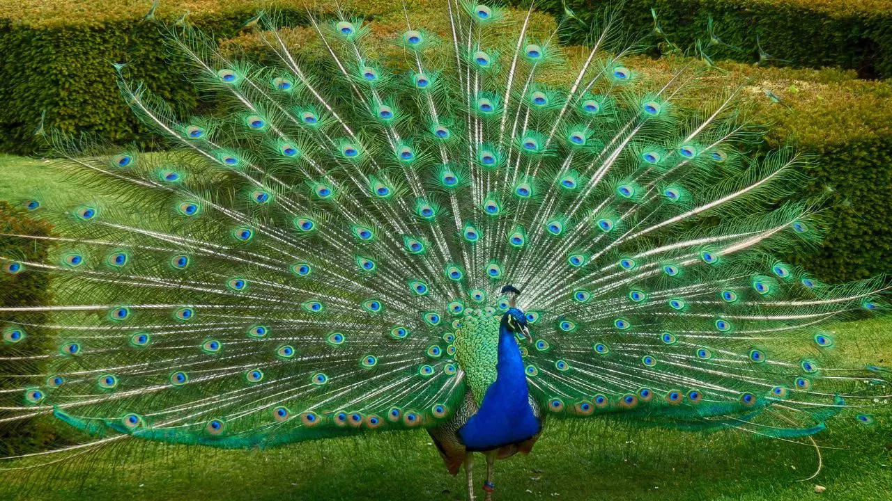 Why was Peacock declared the national bird of India on Feb 1, 1963