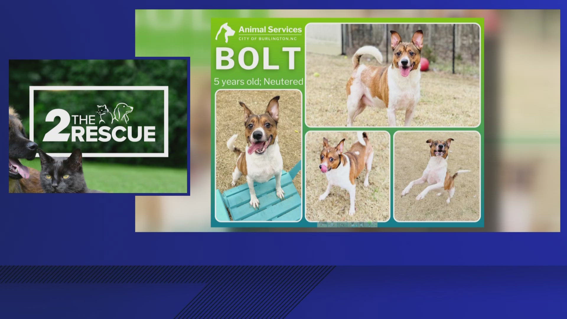 2 The Rescue: Meet Bolt
