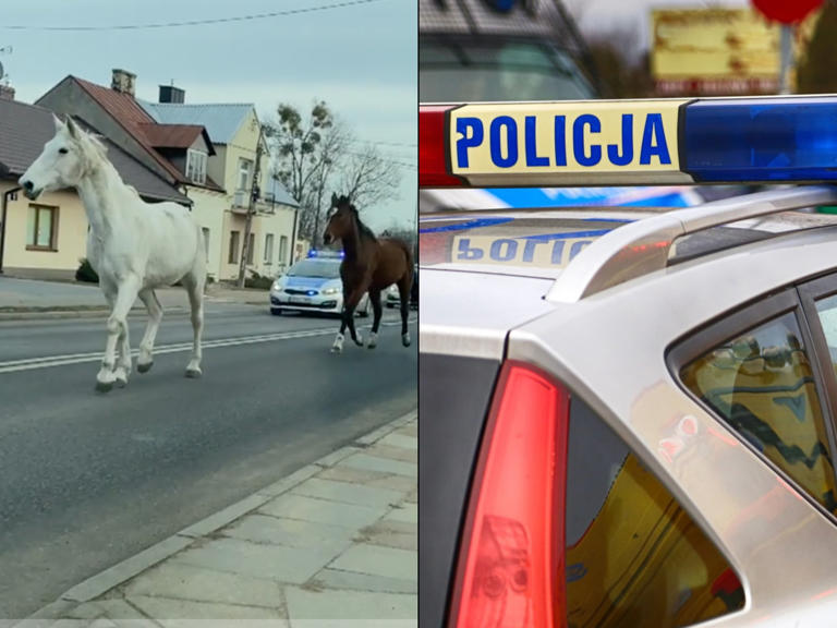 Dwa konie biegały po ulicach. Jechały za nimi policyjne patrole