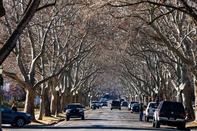 Some of SLC’s oldest sycamores are getting sick. What’s the city doing ...