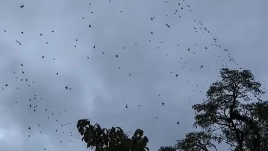 Hundreds of spiders swarm the sky in Brazil, here's the reason behind ...