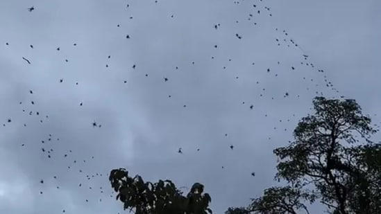 Hundreds of spiders swarm the sky in Brazil, here's the reason behind ...