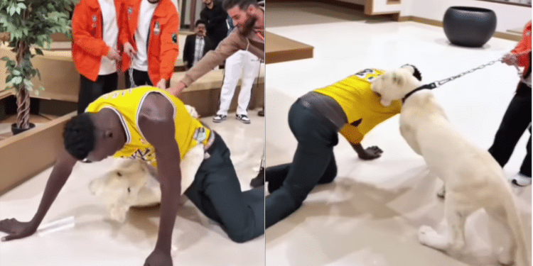 ‘Modern Day Slavery’ Kenyans React to Video of Gen Z Goliath Playing a Lion