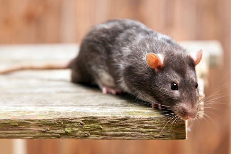 Vermin Valentine: Scorned lovers getting revenge by naming NYC rats ...