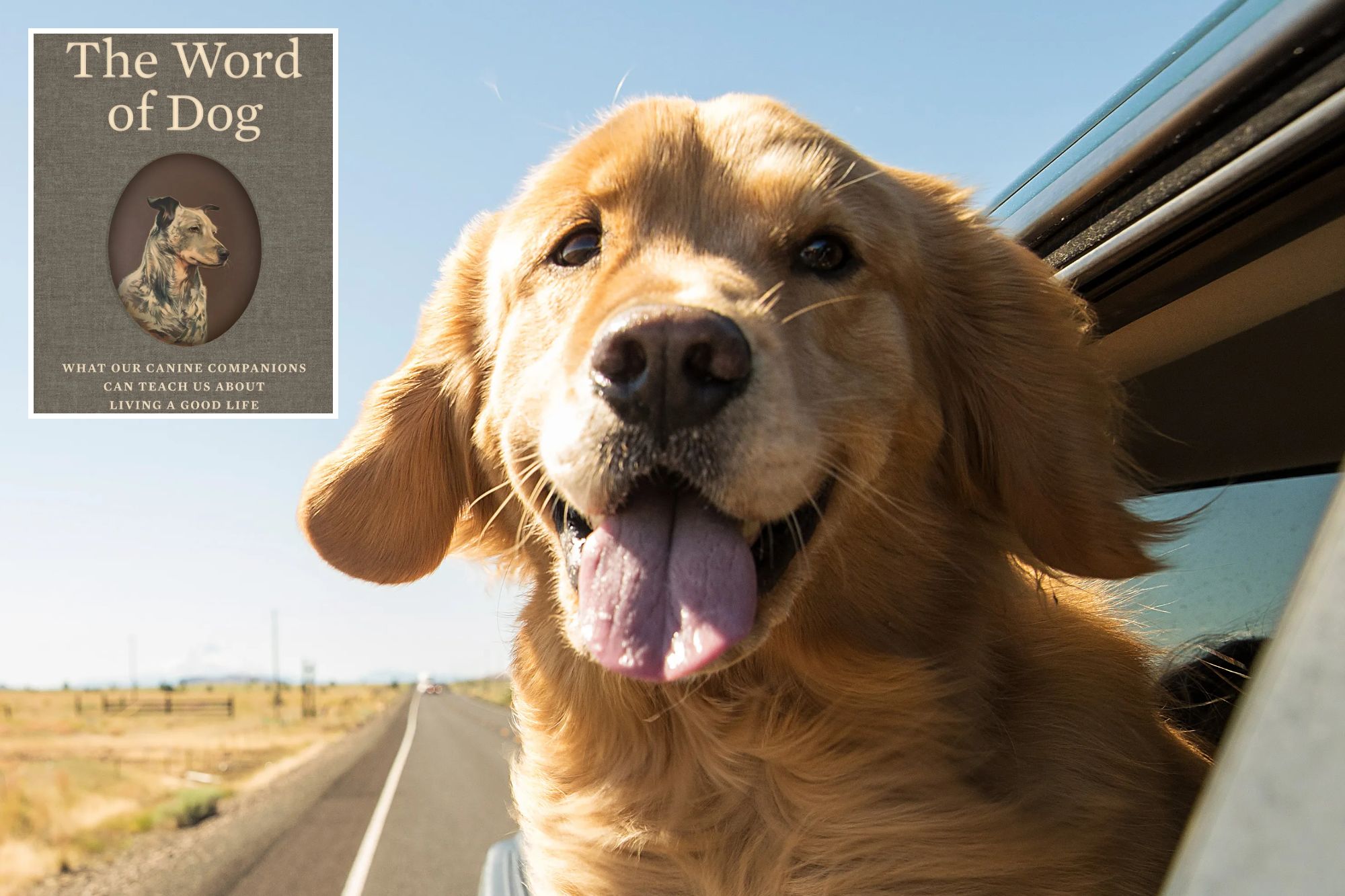 A dog’s inner world is far deeper than we realize: ‘They love their ...