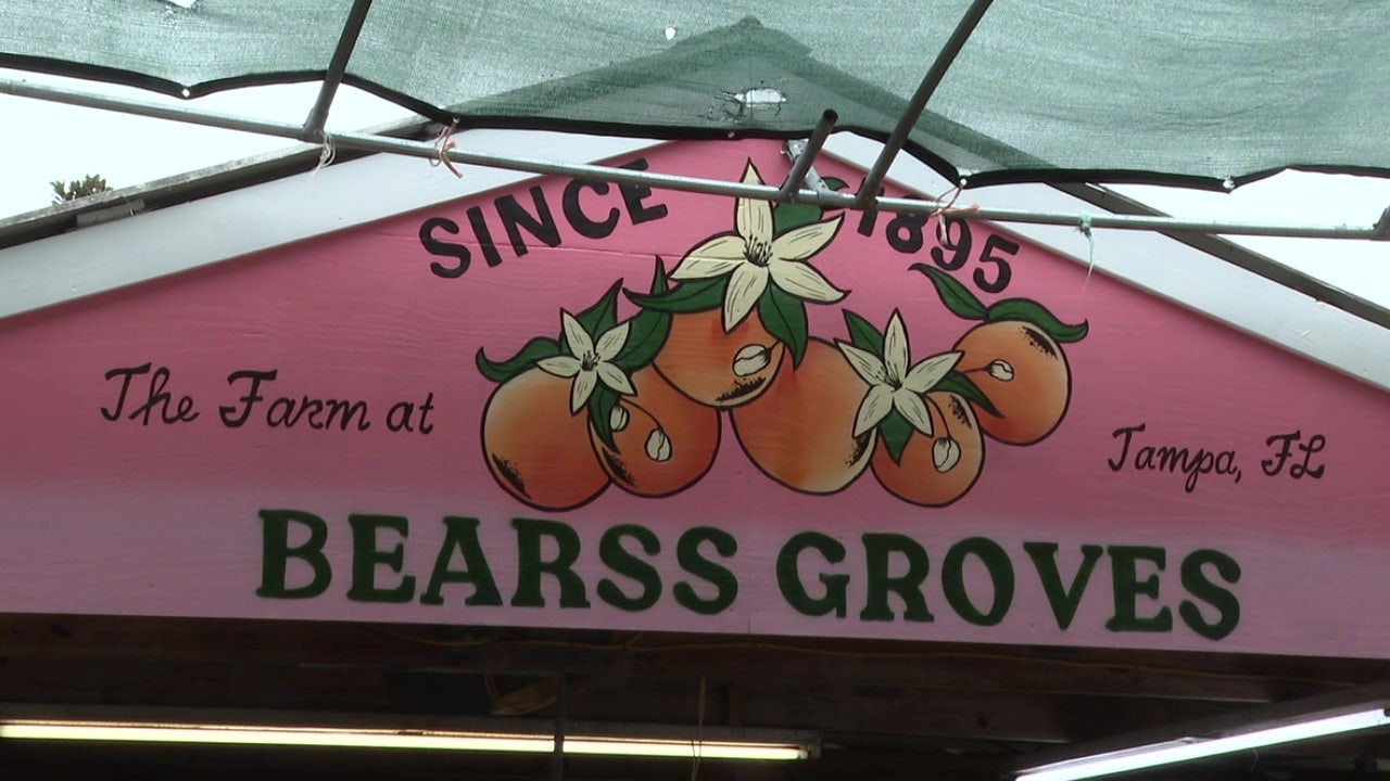 Beloved Bearss Groves Fruit Market reopens after hurricane damage ...