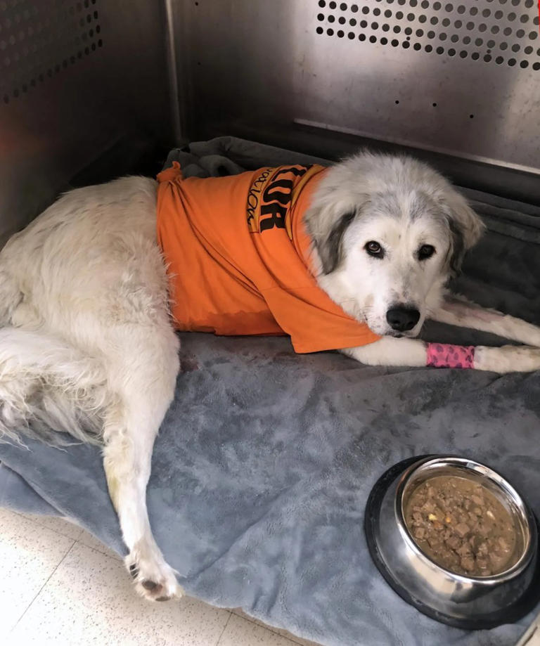 Hard work and a whole lot of heart: Caring for animals with vet tech ...