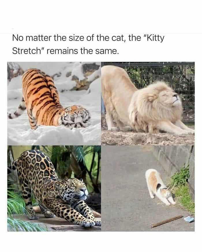 45 Of The Funniest Animals Who Became Memes With Zero Effort