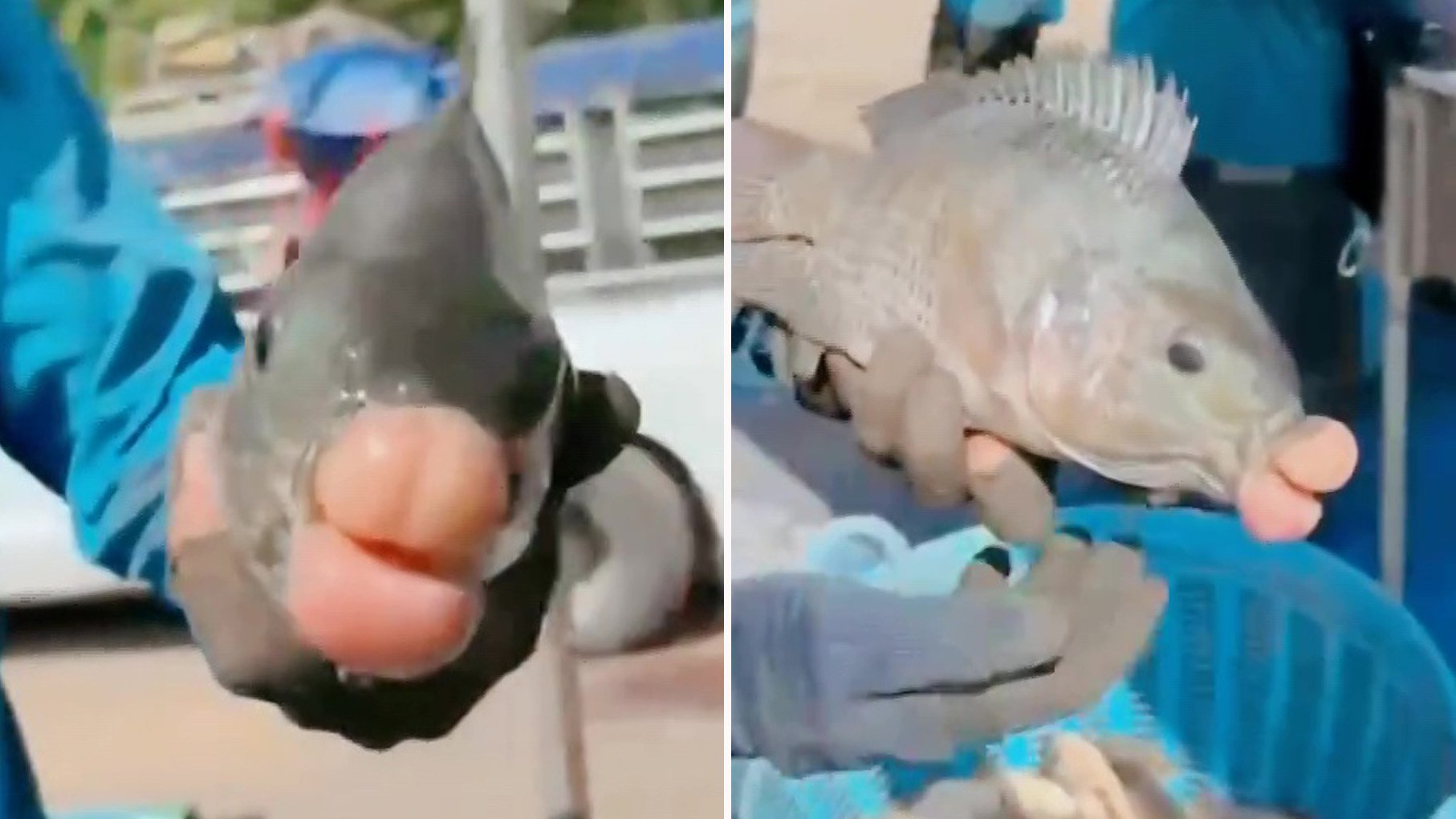 Here's why this fish looks like the latest being to try lip filler ...