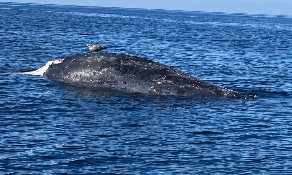 Orcas kill juvenile gray whale in rare predation event off L.A.
