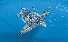 From the edge of extinction