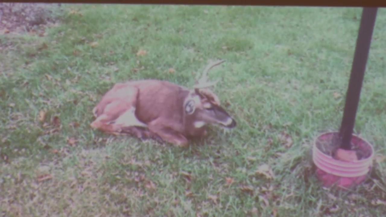 PA Game Commission confirms 2 deer test positive for CWD in Luzerne County