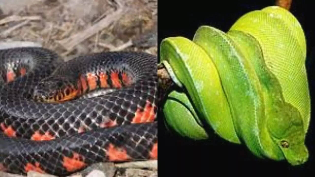 2 color changing snakes that will blow your mind with their ...