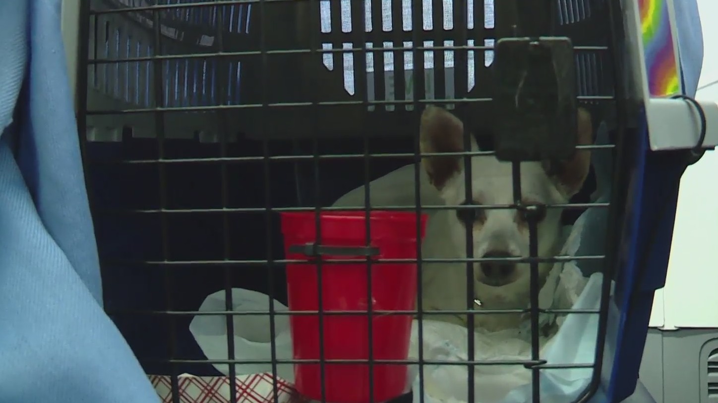 100+ displaced dogs, cats arrive at PDX from LA