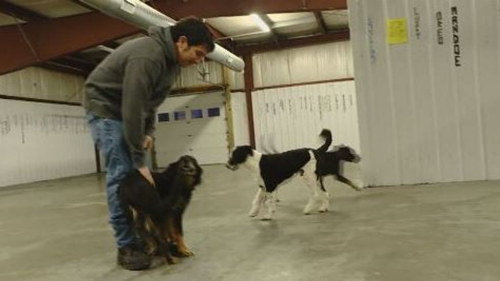 Carm's Doghouse providing a home for displaced pets in Baldwinsville fire