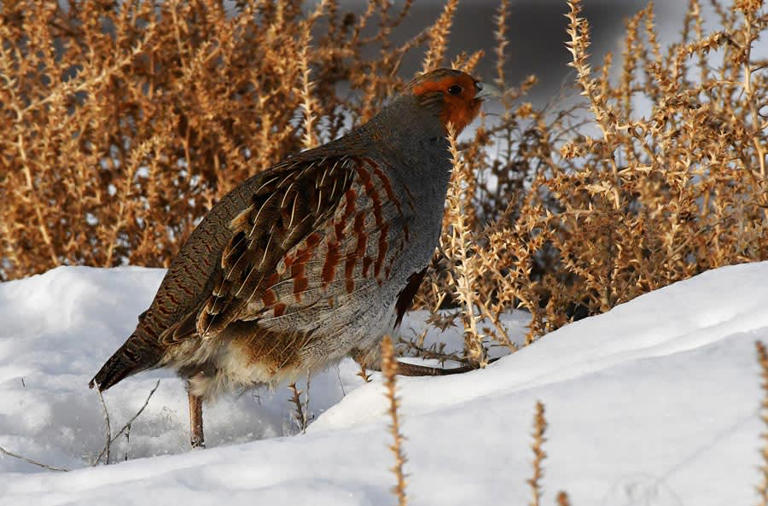 Gray partridge showing up in good numbers
