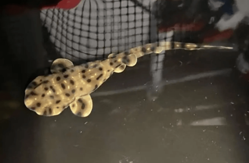 Shreveport Aquarium's surprise: Yoko the shark born in all-female tank