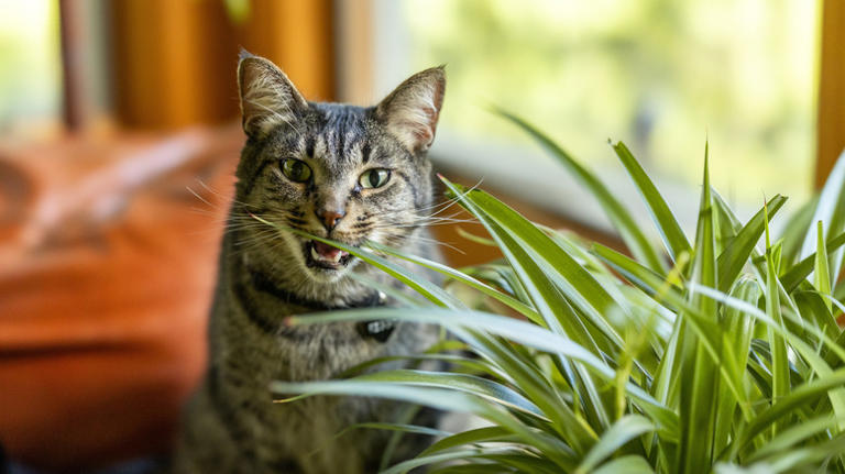 5 Cat-Safe Houseplants To Freshen Up Your Space