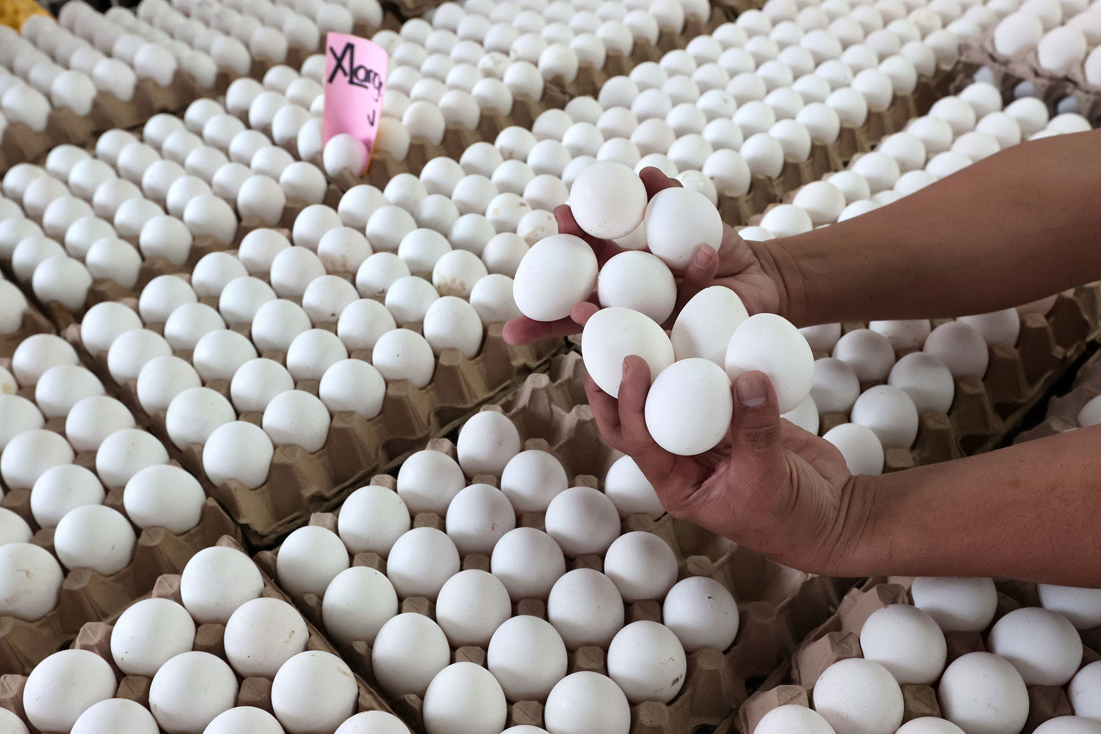 Agri chief urges steps to avert egg shortage