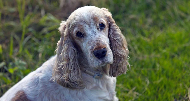 5 Most Common Illnesses in Senior Dogs