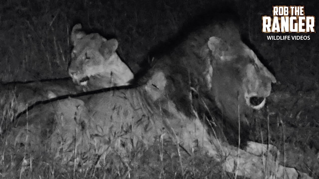 "The Ormoti Lion Pride Roams, Male Nkarabali Close by, Ready to Lead"