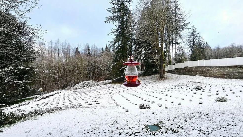 Lowland snow brings unpredictable mix of sun and icy showers to western ...