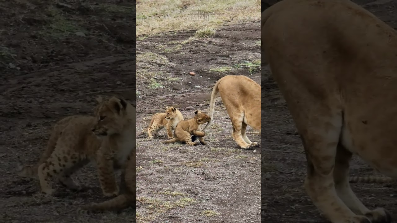 Curious Cubs Engage In Fascinating Playtime Moment