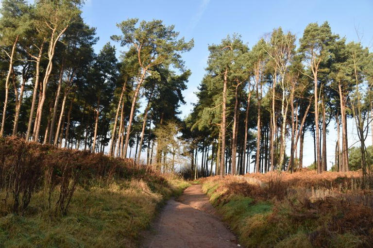 Delamere Forest named among UK's best spots for mental wellbeing