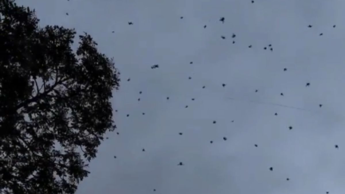 It's Raining Spiders In This Brazil Town! Here's What Happened