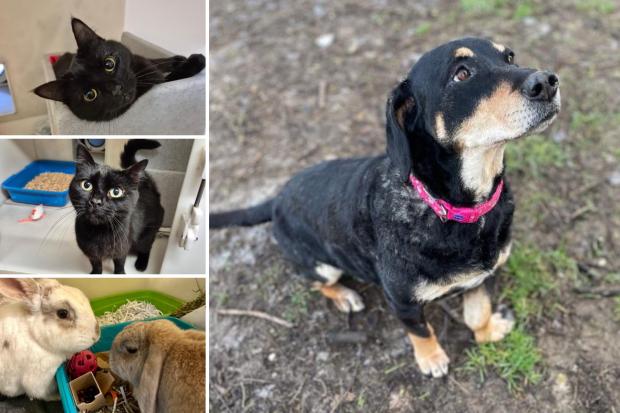 5 pets from RSPCA Brighton who are on the lookout for their forever homes