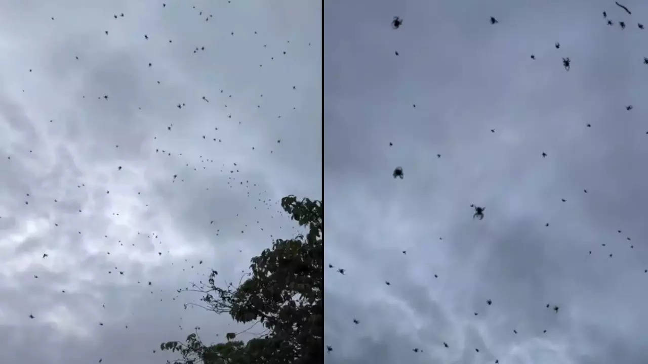 WATCH: Spiders Fall From Sky In Brazil – Terrifying ‘Spider Apocalypse ...